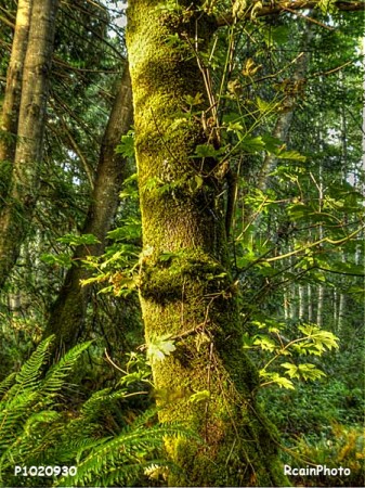 Broad leaved Maple | Photos from Hornby Island / Bob Cain