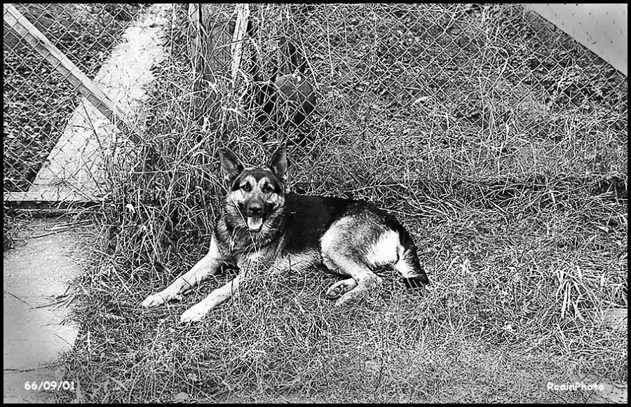 Cain the Dog | Photos from Hornby Island / Bob Cain