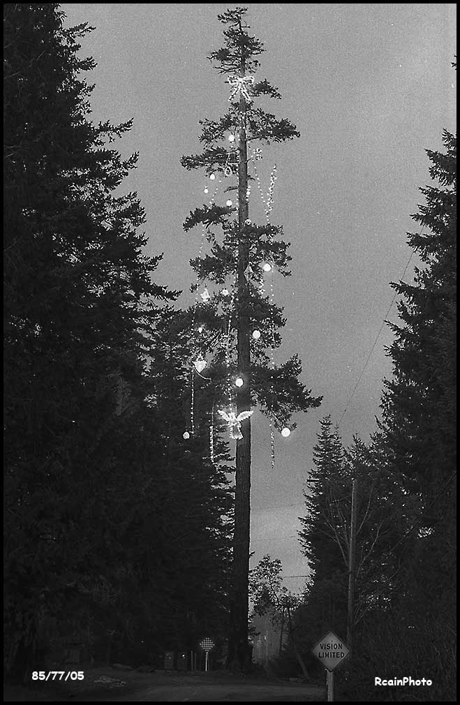 Big Tree Christmas 1985 | Photos from Hornby Island / Bob Cain